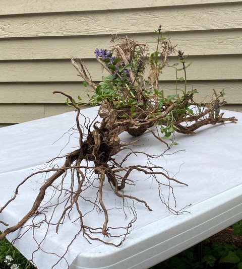 2023 May Avant – Mono Botanic | East Lake Washington District of Garden ...